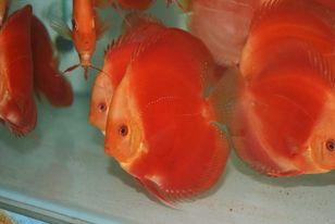 Red Melon Discus – Beautiful Red DIscus Fish – MO Aquatics