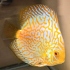 Discus Fish – MO Aquatics