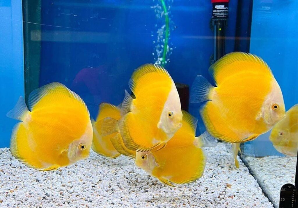 Discus Fish – MO Aquatics