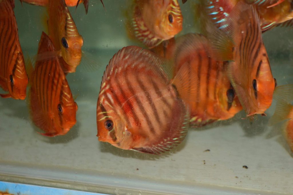 Discus Fish – MO Aquatics