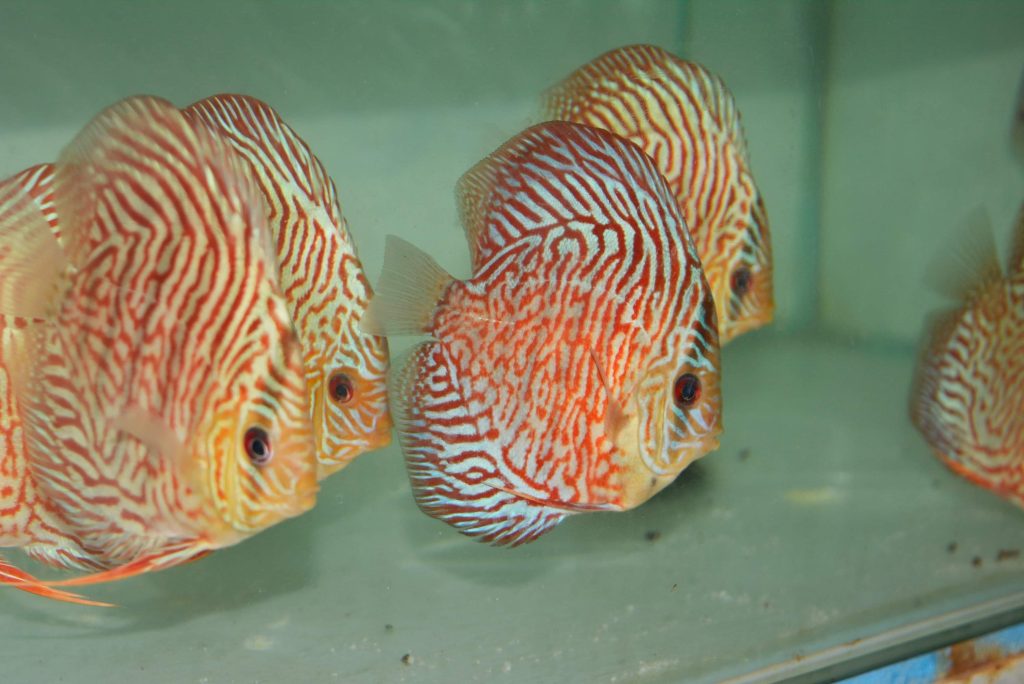 Discus Fish – MO Aquatics