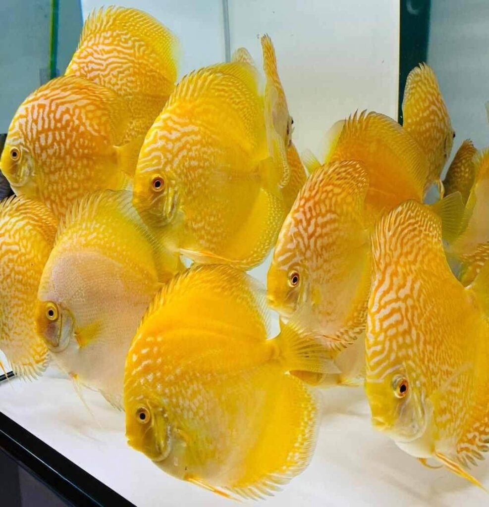 Discus Fish – MO Aquatics