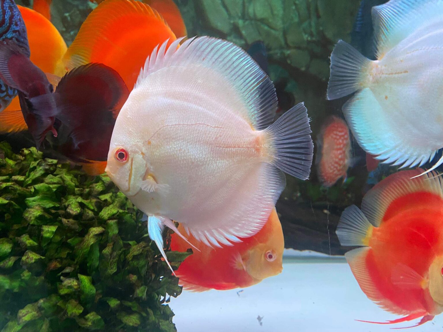 Discus Fish – MO Aquatics