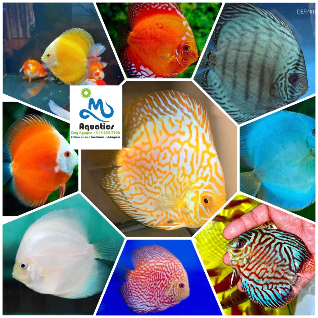 Discus Fish – MO Aquatics