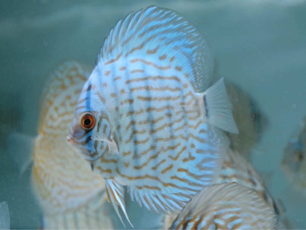 Pack 4 Random Discus Fish – MO Aquatics