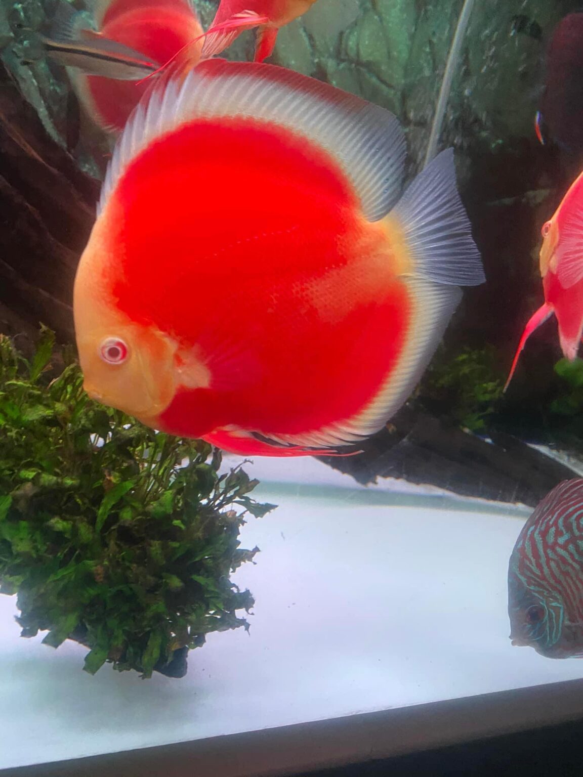 Discus Fish – MO Aquatics
