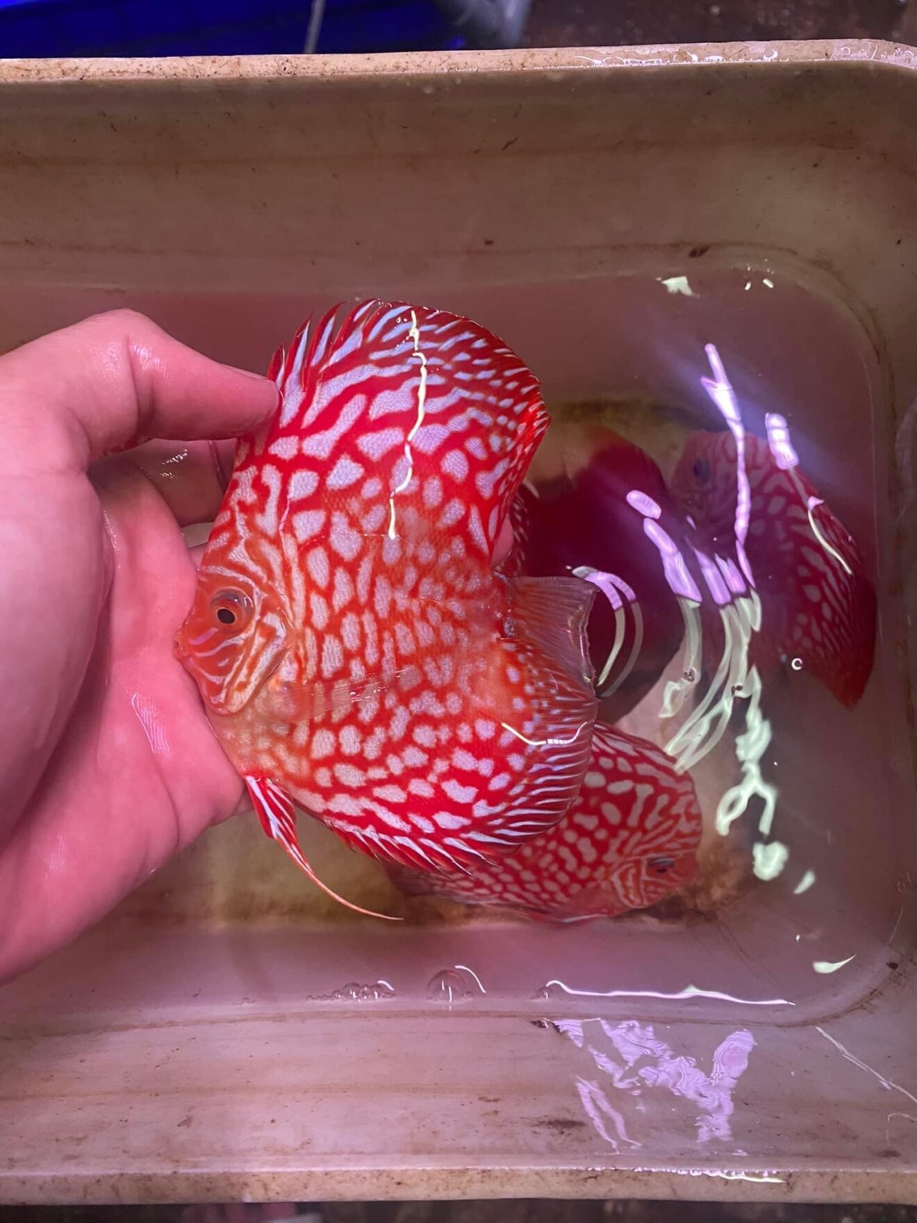 Yellow Panda Discus – – MO Aquatics