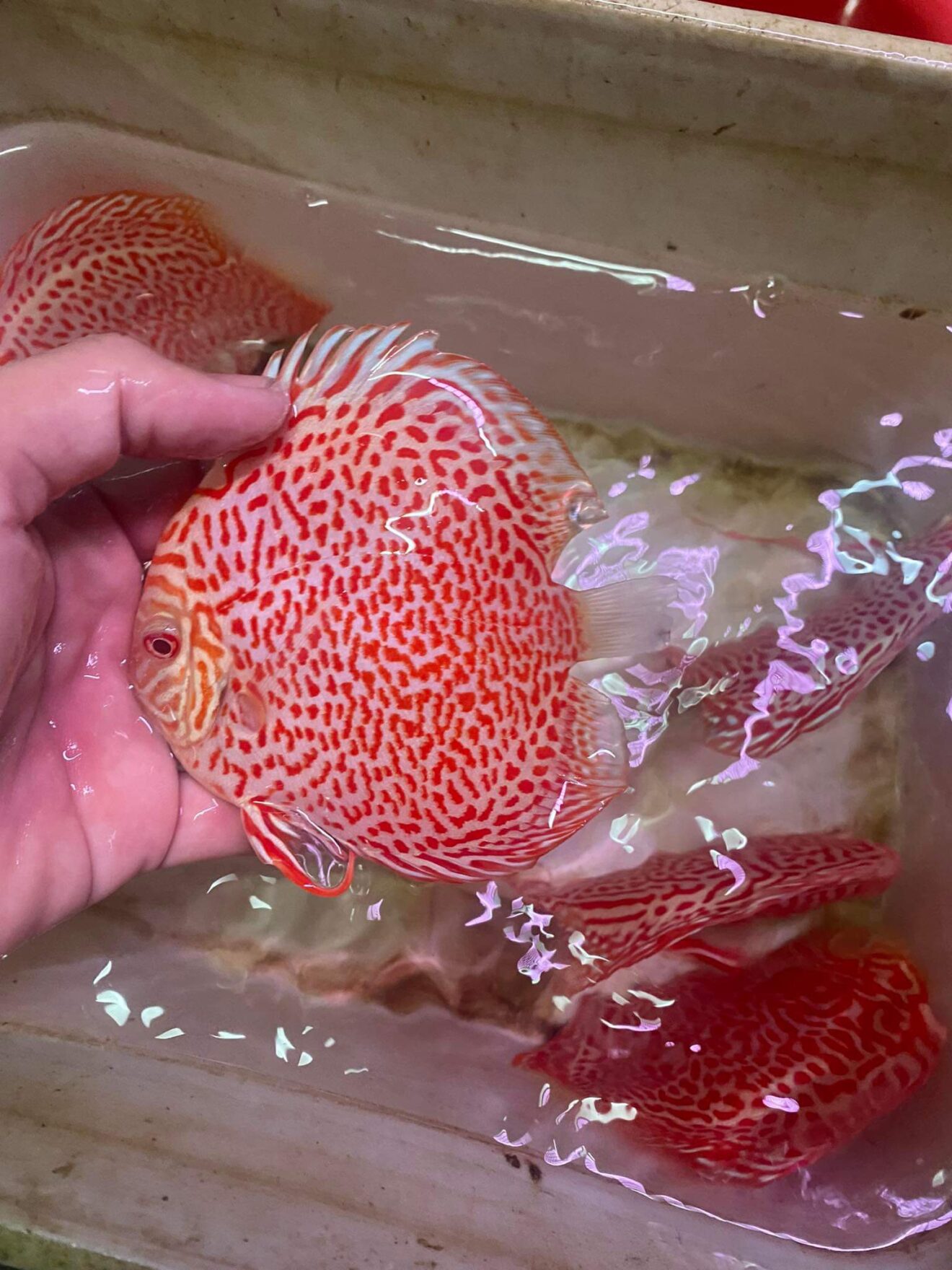 Yellow Panda Discus – – MO Aquatics