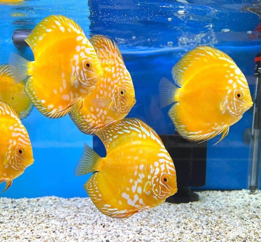 Discus Fish – MO Aquatics