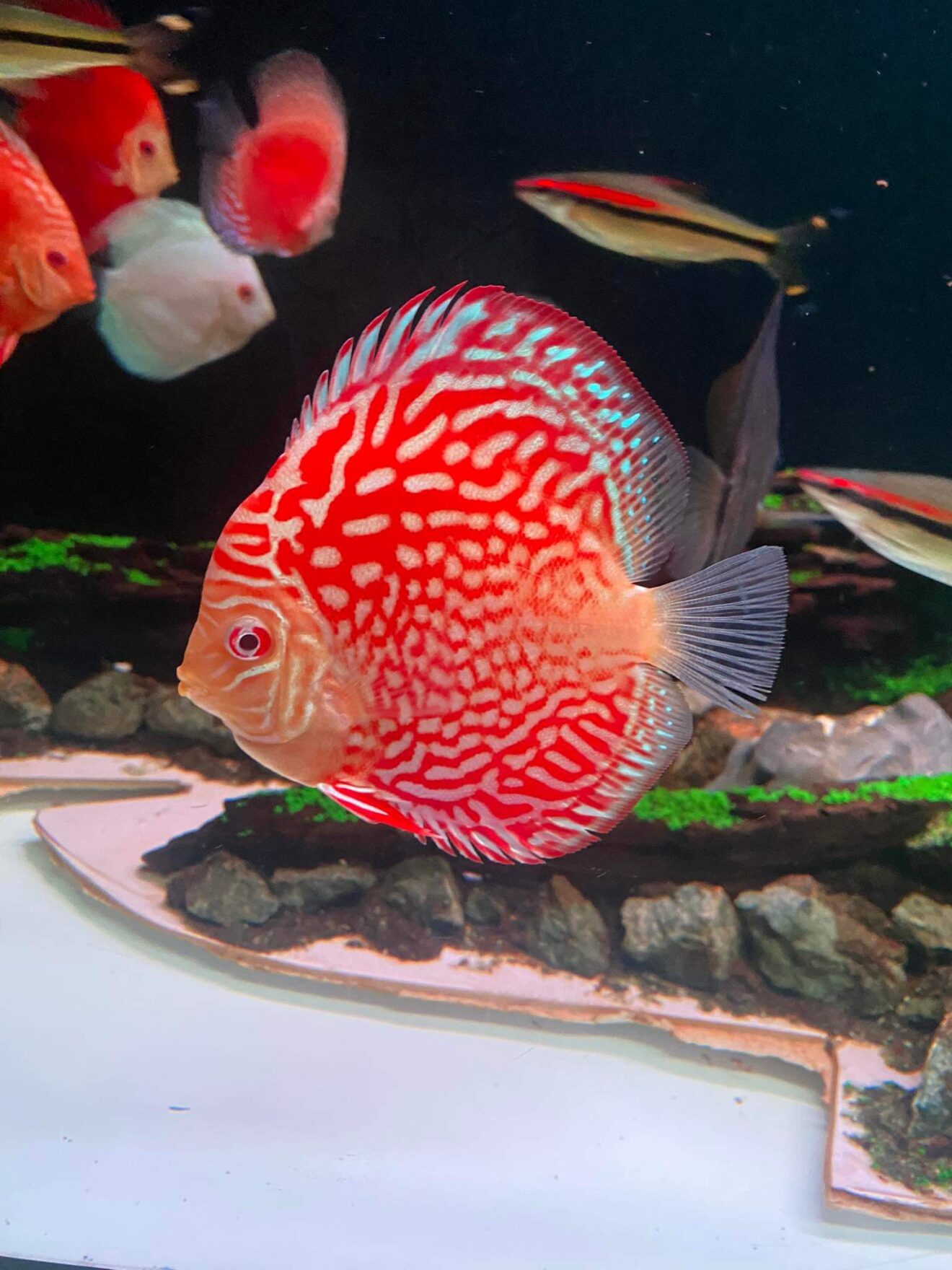 High Quality Abino Red Pigneon Discus Fish 3.5in- Very Beautiful and ...