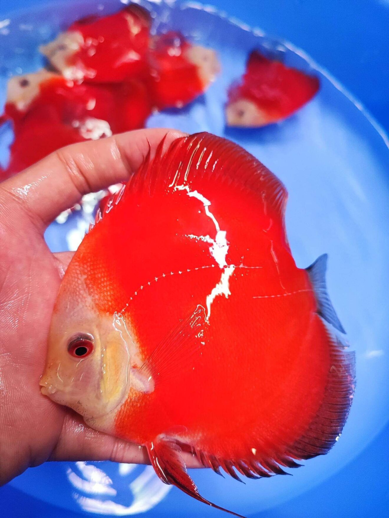 Discus Fish – MO Aquatics