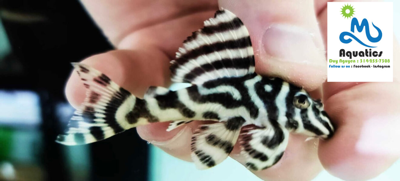 Pleco Fish – MO Aquatics