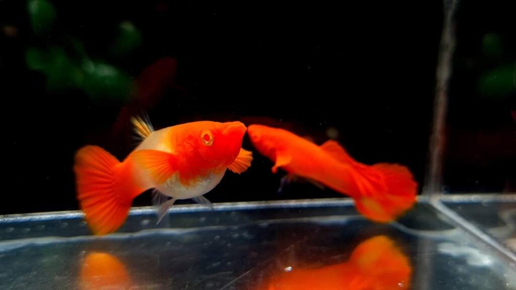 Shop – MO Aquatics