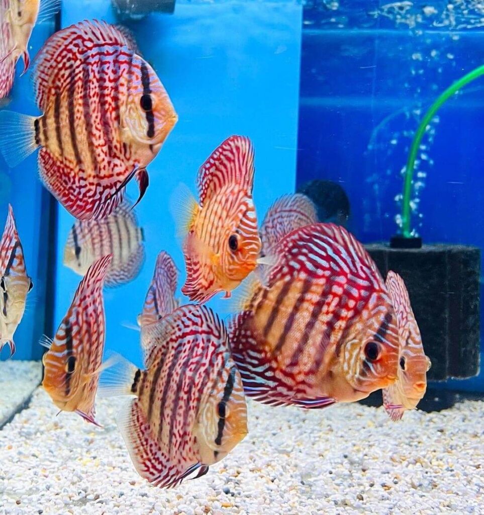Discus Fish – MO Aquatics